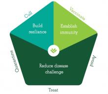 Tackling Sheep Lameness - The five-point plan | St.Boniface Veterinary ...